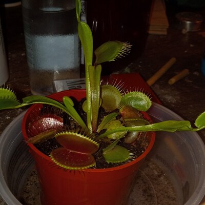 Sundew Capensis Space Flower Mars Venus Flytraps - Etsy