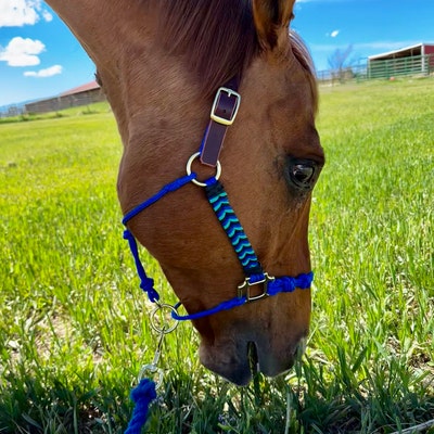 Sunflower Paracord Bitless Bridle, Sidepull Attachment. - Etsy