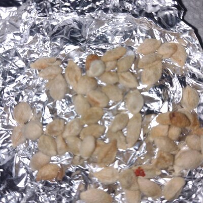 500 Callistemon Citrinus Seeds , Crimson Bottle Brush Seeds, Red ...