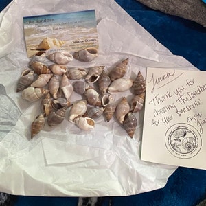 Red Patterned Shells Pink Small Tiny Mix Colored Patterned | Etsy