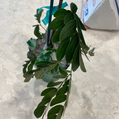 POWDER PUFF WHITE Tree Live Plant Calliandra Haematocephylla Alba ...