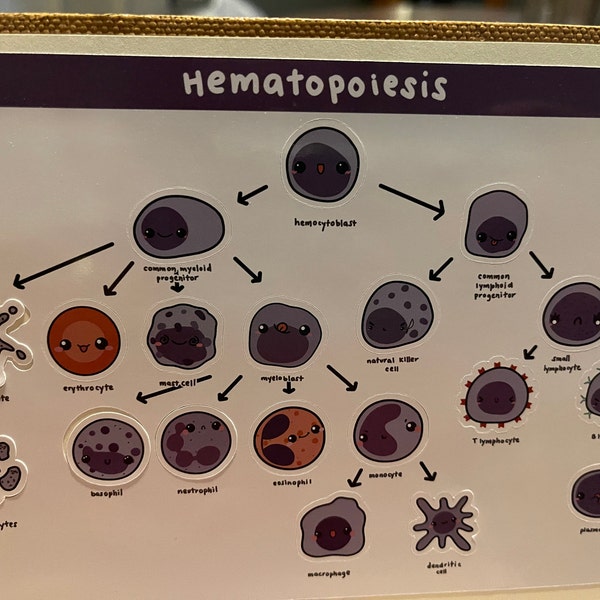 Cute Hematopoiesis Sticker Sheet ~ Blood Cells Immune Hematology ...