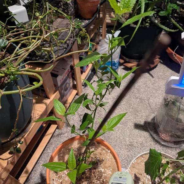 Aztec Sweet Herb Live Plant (phyla Dulcis/lippia Dulcis/yerba Dulce ...