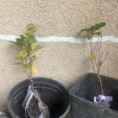 1 Early Crop Ever Bearing Mammoth Red Raspberry.live Rooted.zone 3-8 ...