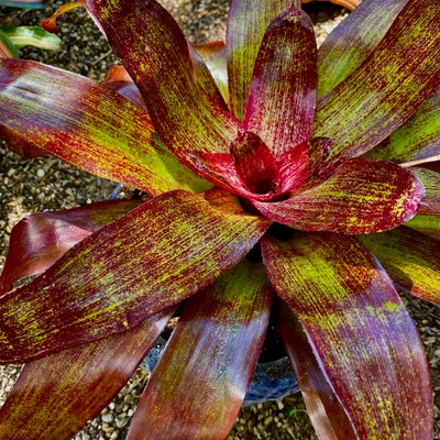 Bromeliad Neoregelia 'magali' - Etsy