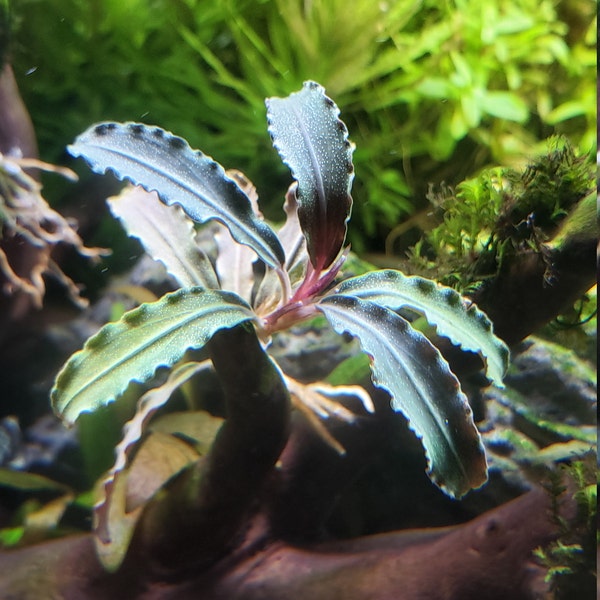 BUY 2 GET 1 FREE Bucephalandra Buce Godzilla Kedagang Red Easy Live ...