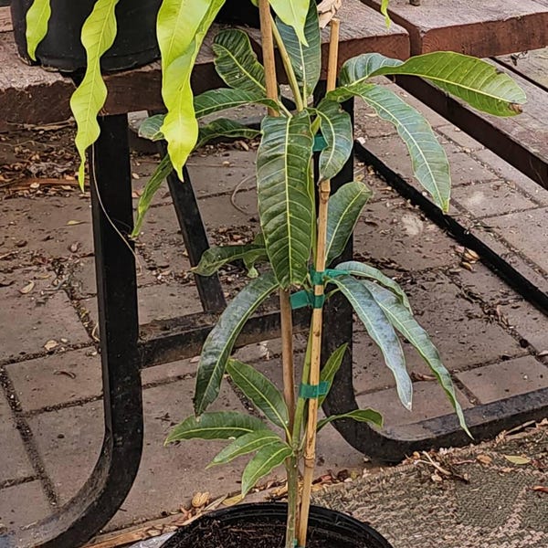 Fruit Cocktail Mango Tree - Grafted Tree - - 1 Feet Tall -grafted ...