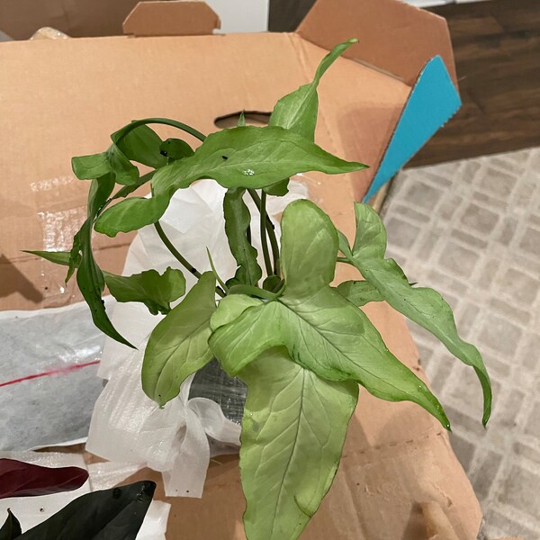Syngonium Silver Fox : Indoor Plants - Easy Care Houseplant - Starter ...