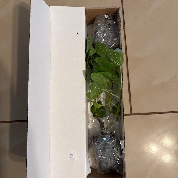 1 Grafted Double "purple Fire" Adenium /desert Rose Plant. 5-7 Inch ...