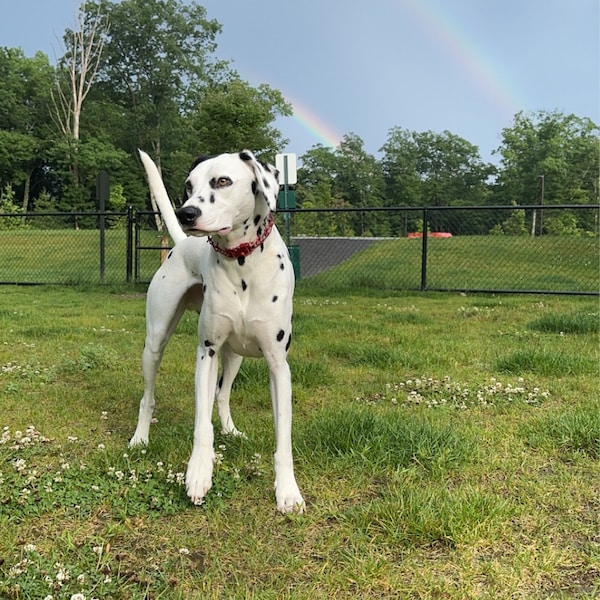 Dazzling Red Custom Powder Coated Herm Sprenger Prong Collar for Dogs - Etsy