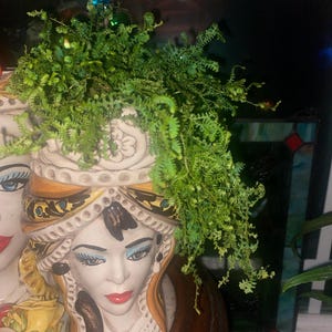 6 Ficus Lyrata Fiddle Leaf Fig LIVE PLANT Growers Pot House Plant ...