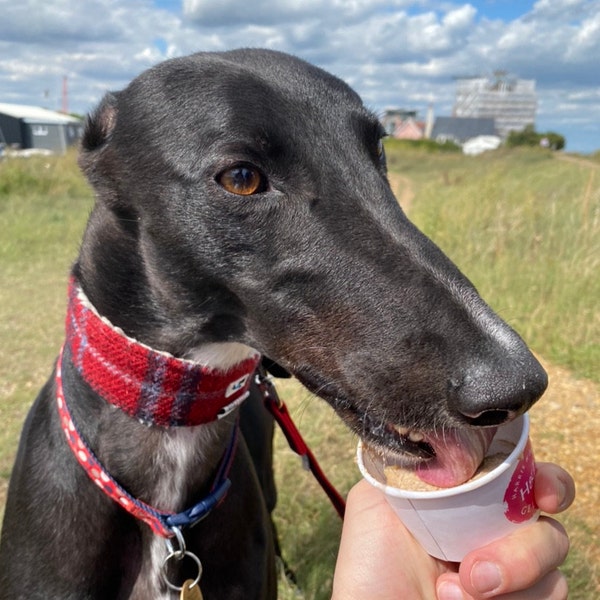 Hound Collar in Harris Tweed. Lovely Soft Collar for Sight Hounds - Etsy