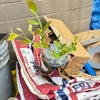 Longevity Spinach | LIVE POTTED PLANT | Gynura Procumbens - Etsy