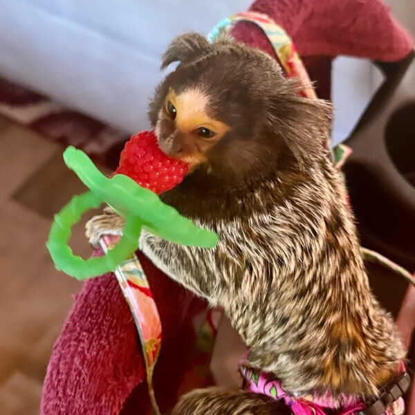 CAPUCHIN DIAPER SET in Dinosaurs - Etsy