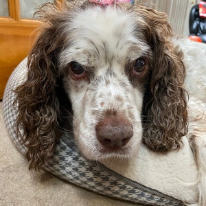 Dog Bows 50 Dog Grooming Bows That Are All Puppy Paw Prints Yorkie ...