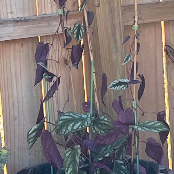 Cissus Discolor - Rex Begonia Vine - Fast Growing Colorful Trailing ...