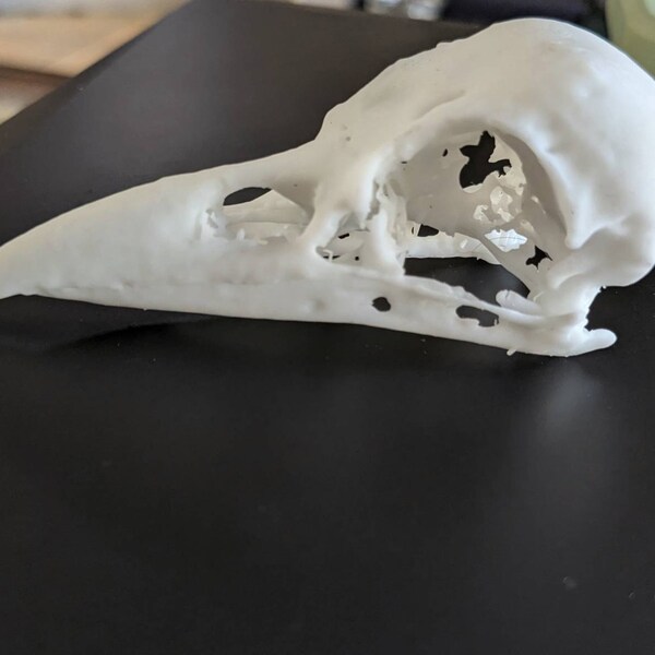 Boa Constrictor Skull - Resin Life-like Replica - Etsy