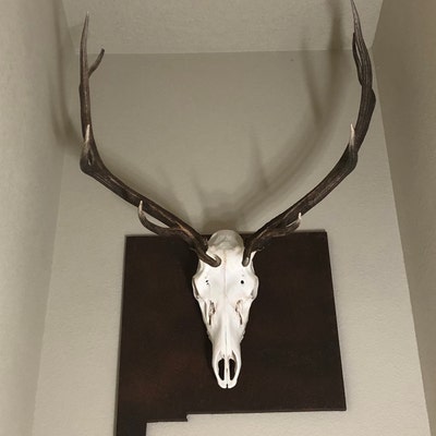 Large DEAD ON DISPLAY European Mount Skull Hanger Skull Bracket - Etsy