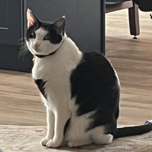 Tortoiseshell Cat Anatomy Wall Art, Tortie Cat Memorial, Hand-drawn Cat ...