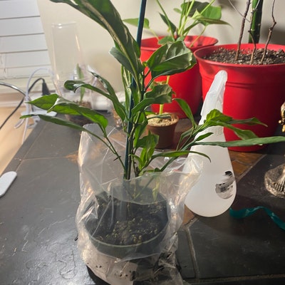 FIREBUSH Firefly Dwarf Scarlet Red Shrub Live Plant Orange Yellow ...