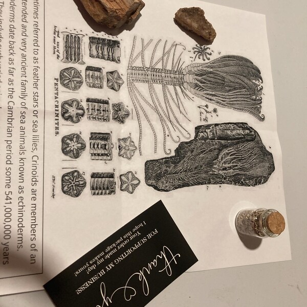 Star Crinoids From Southern Utah. - Etsy