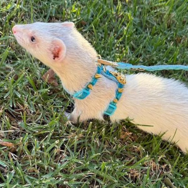 Ferret Harness Set With Leash Strawberry - Etsy