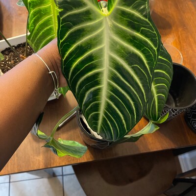 Luna Moth Enamel Pin Gold-tone Lapel Pin - Etsy