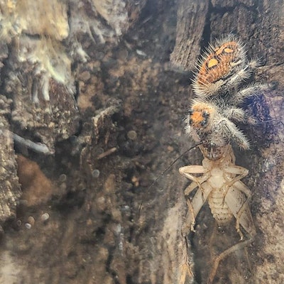 10 Barnacles, Planter Without Plants Shell, Natural Coral, Sea Shell ...