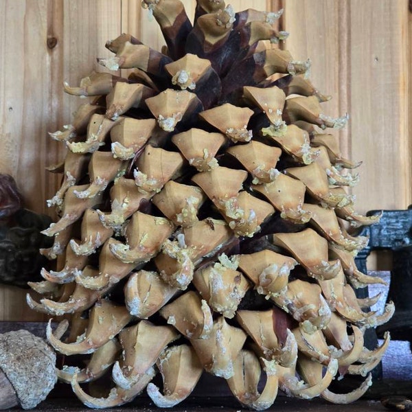 Large Sugar Pinecone Handpicked From Californias Forests - Etsy