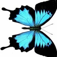 Set of Assorted Butterflies for Beginners to Learn How to Spread a ...