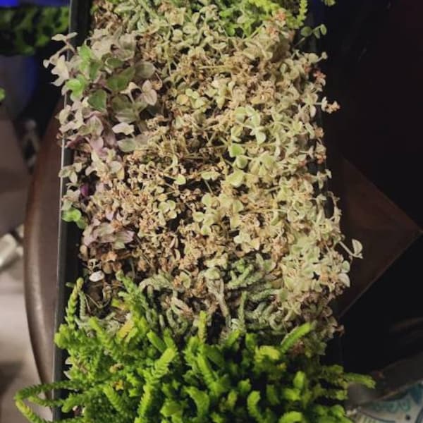 Giant Watch Chain, Princess Pine, Live Potted Succulent in 4" Pot - Etsy