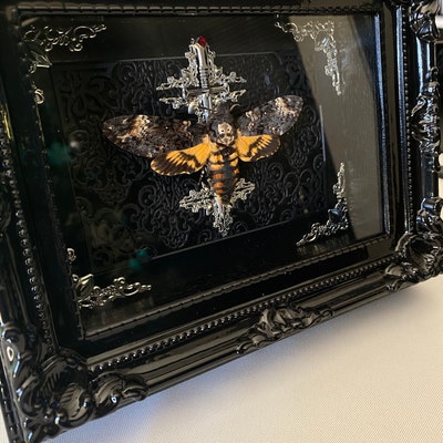 PREORDER Real Snake Skeleton Hypsiscopus Plumbea in Gothic Frame 3D ...