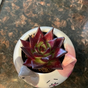 String of Watermelon Succulent Plant - Etsy