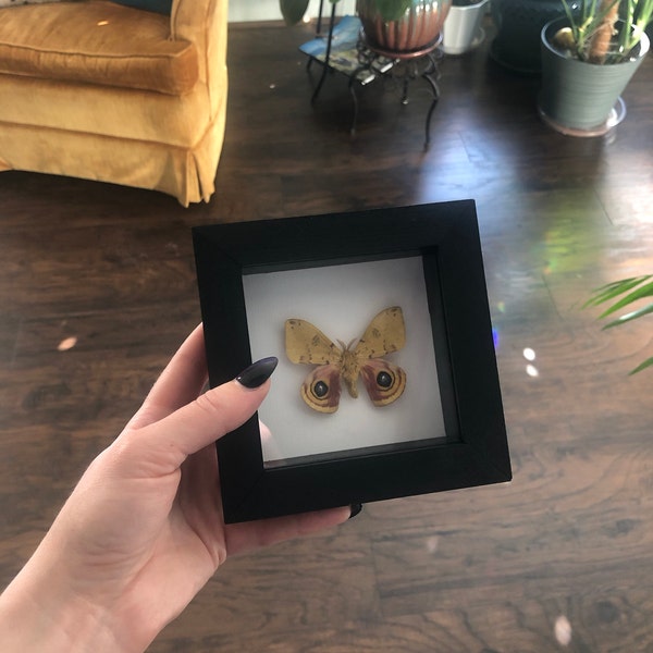 Real Yellow Io Moth Framed Taxidermy - Automeris Io - Etsy