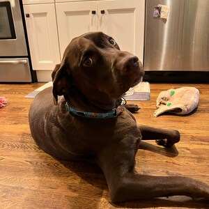 Banjo Dog Collar Harness or Leash With Personalized Engraved - Etsy