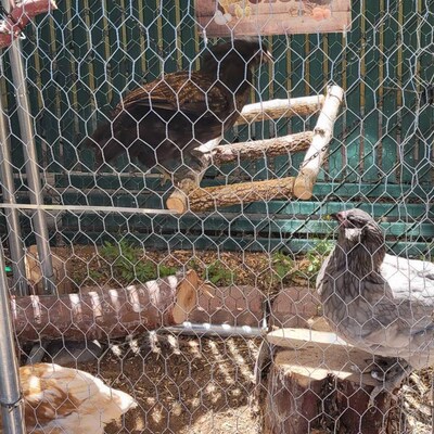 Wild Bird Nest Platform, Nesting Box, Small Wild Bird Nest, Wooden ...