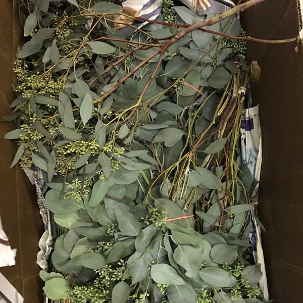 Fresh Cut Seeded Eucalyptus Stems | Wedding Greenery, Bouquet ...