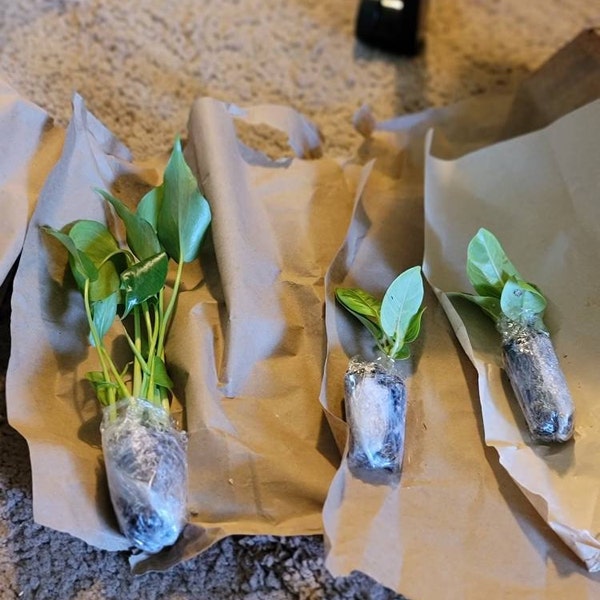 Alocasia Hilo Beauty Starter Plant. Please Note All Starter Plants ...