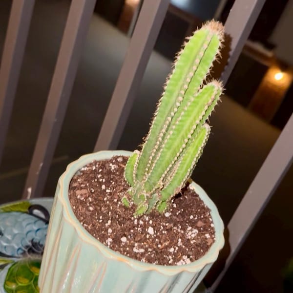 Fairy Castle Cactus | Fairytale Castle Live Indoor Succulent Plant ...
