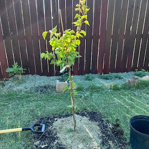 RARE Governor's Plum flavourtia Indica Live Fruit Tree Native to Africa ...