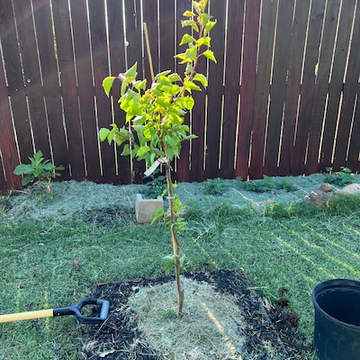 Rose Apple Tree 3-4 Feet Tall Crispy & Crunchy Refreshing Fruit - Etsy