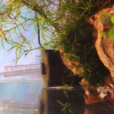 Subwassertang pellia Moss Rare Aquatic Moss Live Aquarium Freshwater ...