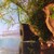 Subwassertang pellia Moss Rare Aquatic Moss Live Aquarium Freshwater ...