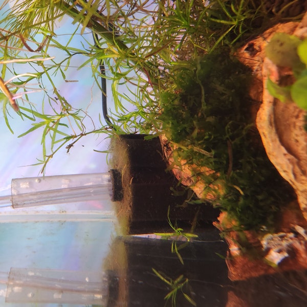 Subwassertang -pellia Moss Rare Aquatic Moss Live Aquarium Freshwater ...