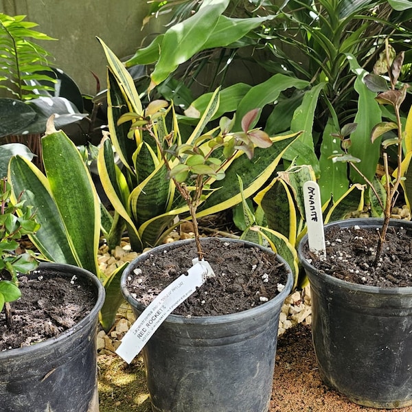 Red Rocket Crepe Myrtle Plants - Etsy