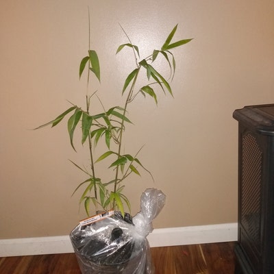 Tropical Blue Bamboo Bambusa Chungii NON-INVASIVE, CLUMPING - Etsy