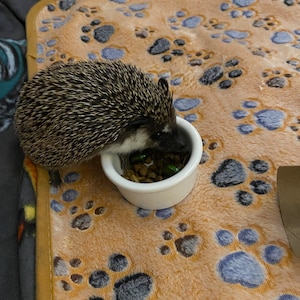 Pokey Potion Hedgehog Kibble Oil - Etsy