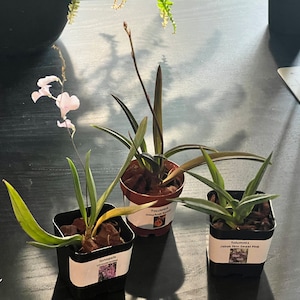 Mini Orchids Rare Perfect for Terrariums, Lonopsis, Mini Vandas, Mini ...