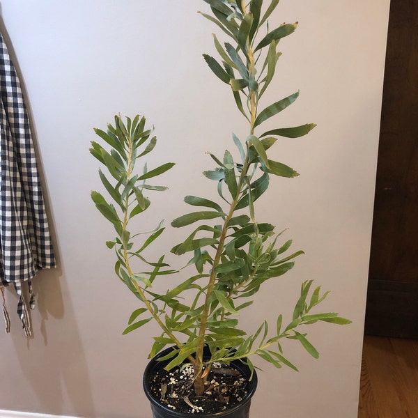 ONE Leucospermum Tango Pincushion 5gal Potted Plant Protea South Africa ...