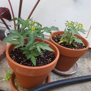 Micro-tom Tomato Seeds Organic - Etsy